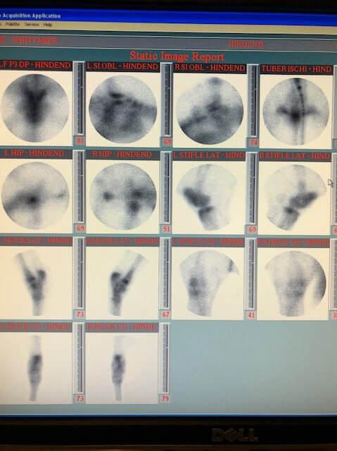 Nuclear Scintigraphy | Tennessee Equine Hospital